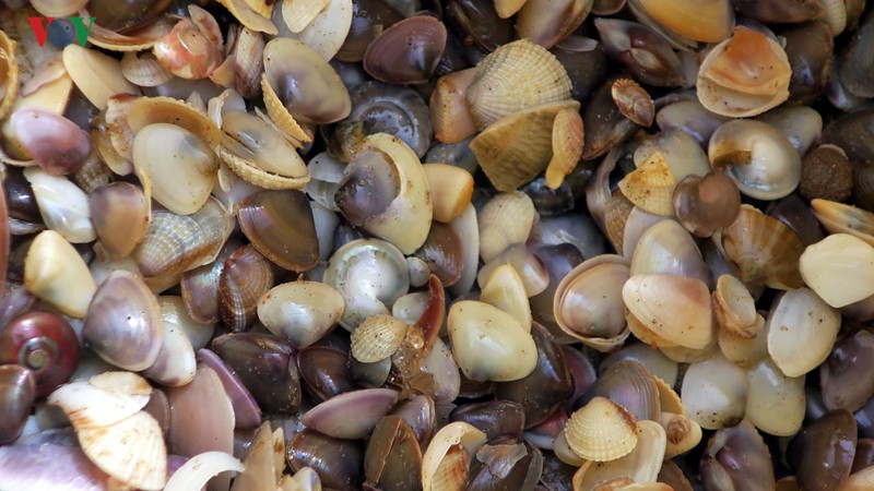 Mùa chằng chằng giúp người dân Bình Thuận kiếm tiền triệu mỗi ngày