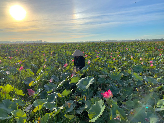 'Biến' đồng hoang thành đầm sen, nông dân thu hàng chục triệu mỗi vụ