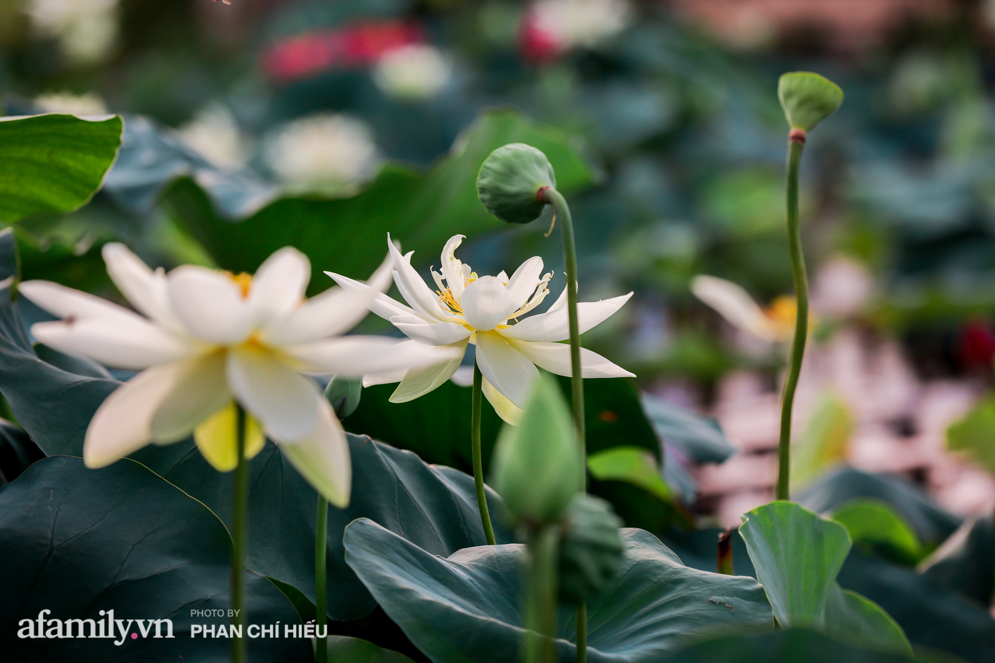 Đầm sen "KHỦNG" NHẤT VIỆT NAM với gần 170 loại sen quý trên khắp thế ...