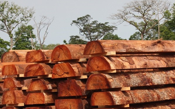 Vinafor (VIF) nhận 183 tỷ đồng lãi từ công ty liên kết, tổng LNST cả ...