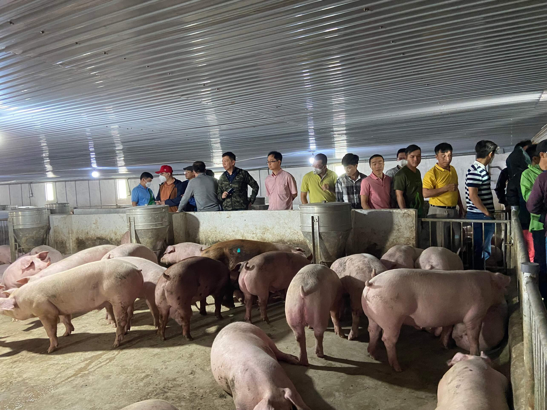 Sau 8 năm 'trồng chuối, nuôi heo', bầu Đức bán được bao nhiêu con heo ...