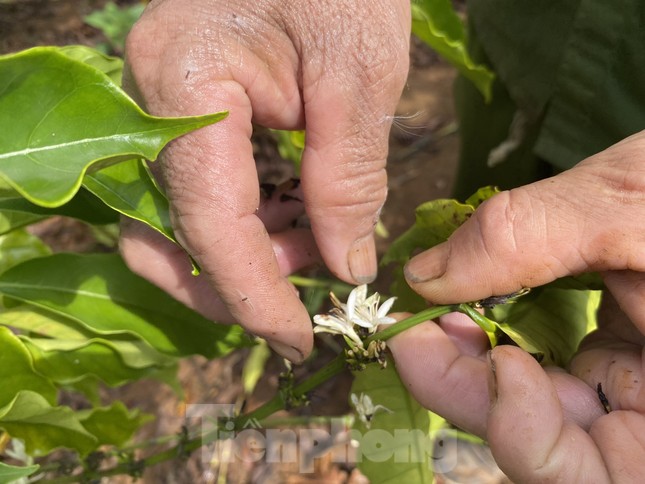 Cà phê nở ‘hoa chanh’, nông dân trồng cây tỷ đô lo ngay ngáy