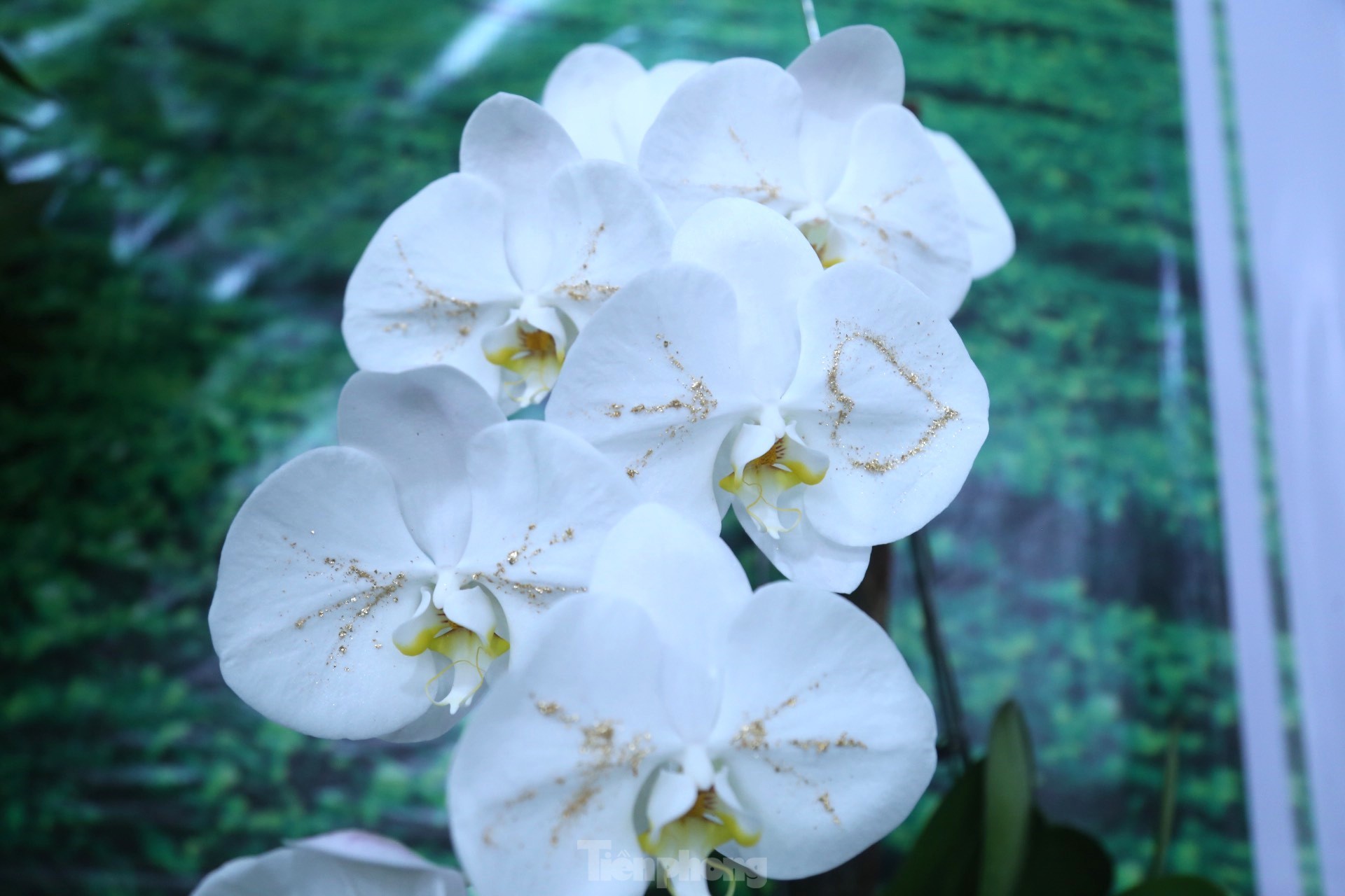 Lan trắng dát vàng, đào Thất Thốn gây ‘sốt’ dịp cận Tết