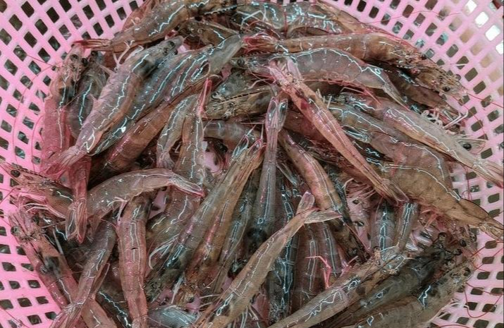 4 cách nhận biết "tôm tiêm hóa chất", người bán hàng chèo kéo mấy cũng ...