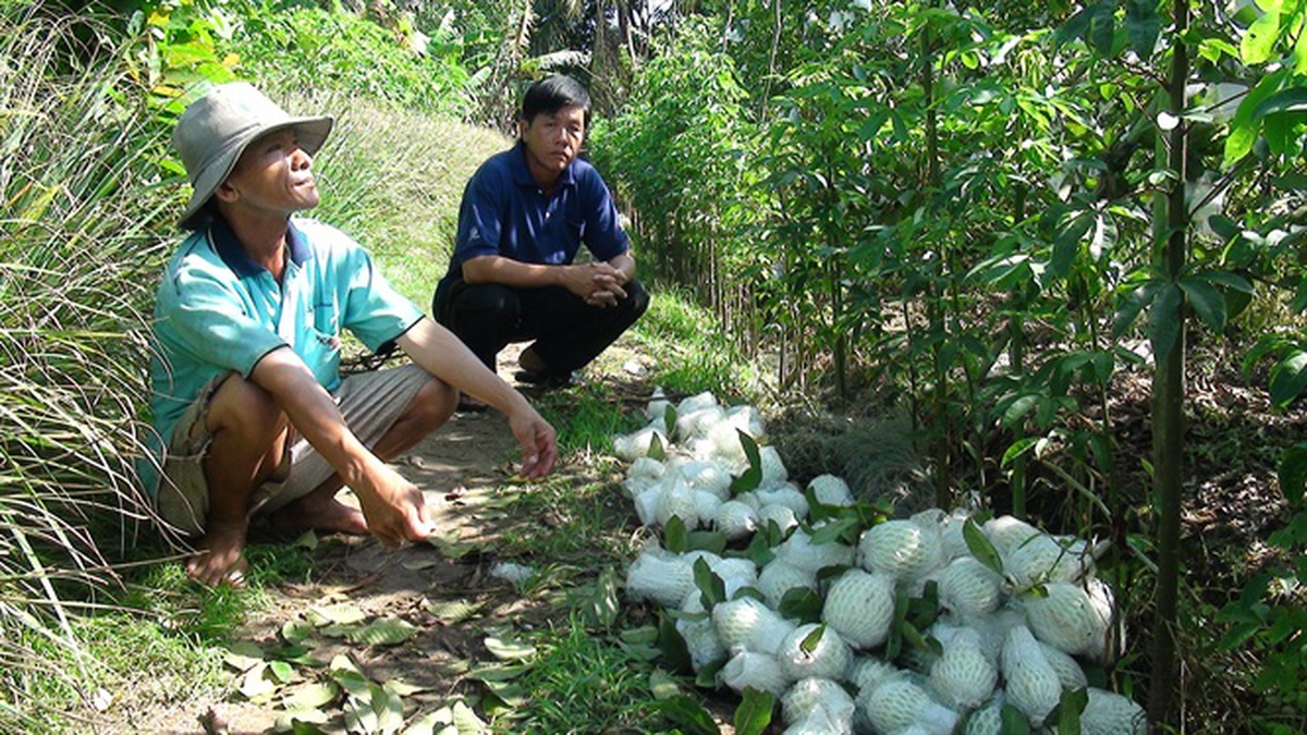 700-1.000 đồng/kg ổi, dân không muốn thu hoạch