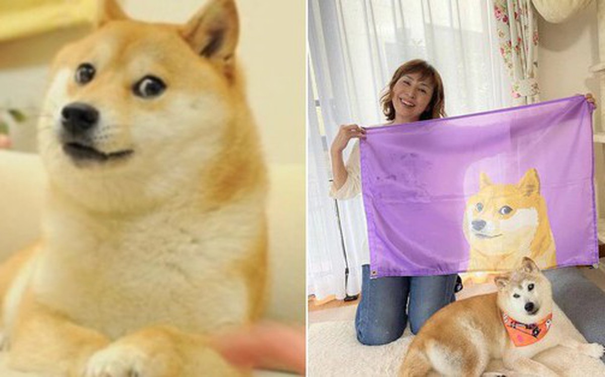 Chuyện về chú chó được chế meme nhiều nhất mạng xã hội: Xuất thân từ ...