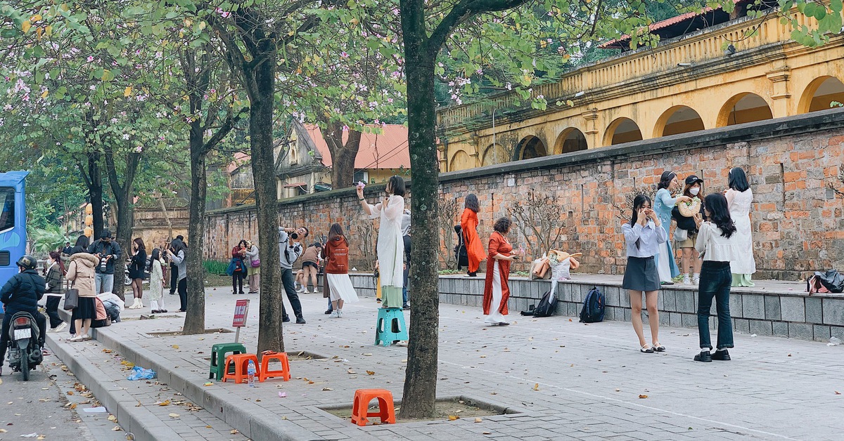 Hoa ban tím "mất mùa", dân tình phải mang cả... ghế nhựa theo để đứng ...
