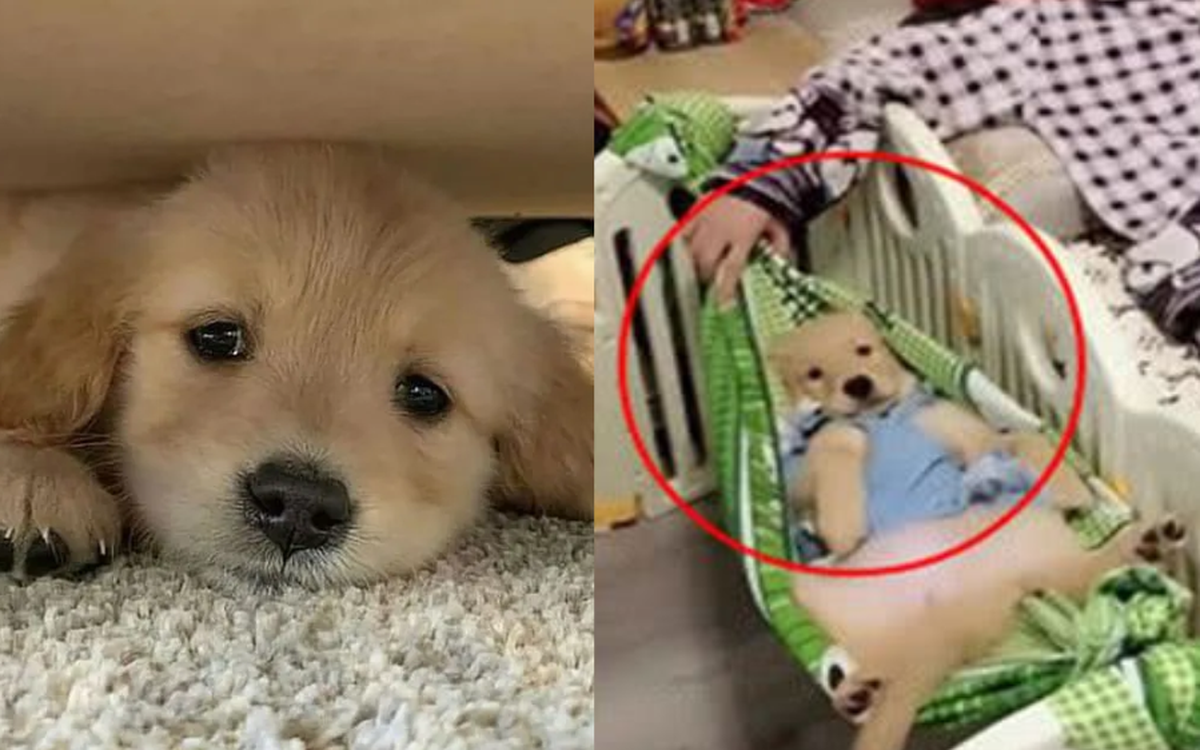 Bất đắc dĩ gửi chó Golden cho người bạn ghét chó mèo trông hộ, 3 ngày ...