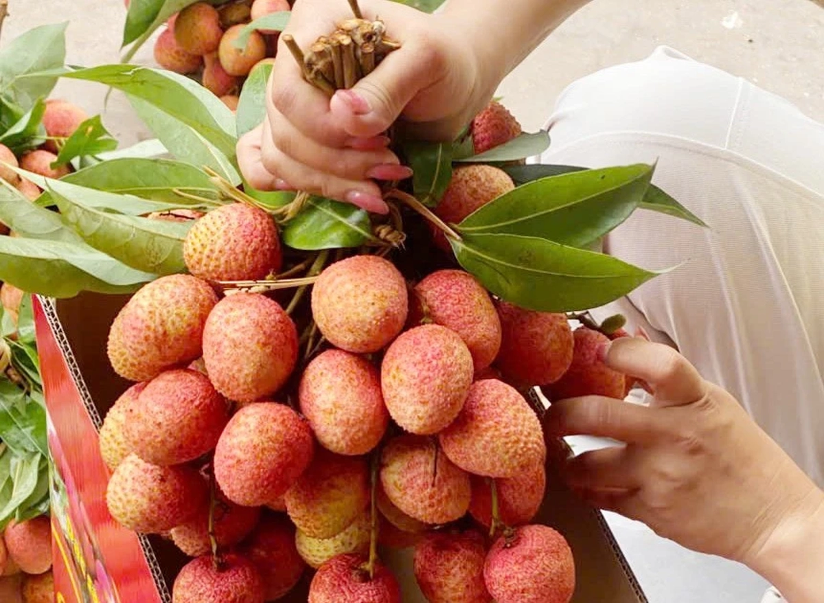 Kỷ lục: 300.000 đồng/kg vải thiều bán tại vườn