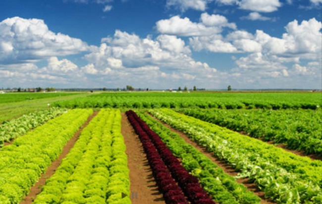 PAN Group chuyển nhượng 75% vốn tại Vinaseed sang cho PAN FARM