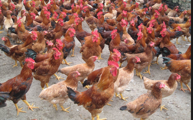 Dabaco ứng dụng mô hình Farm – Feed – Food trong SXKD