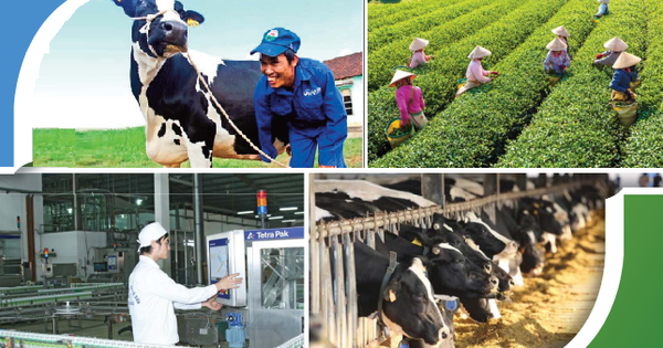 GTNfoods dốc toàn lực đầu tư mạnh vào Sữa tươi sạch và Trà