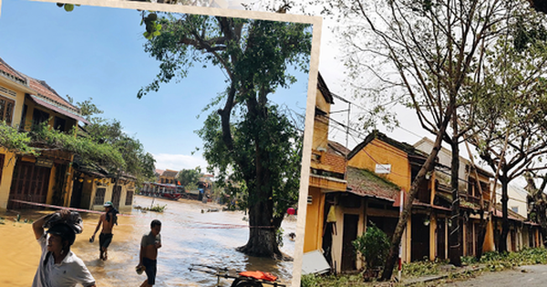 Hội An tan hoang sau bão số 9, những rặng hoa giấy rực rỡ ngày thường ...