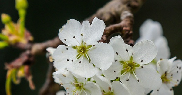 Hoa rừng “rục rịch” xuống phố đón Tết