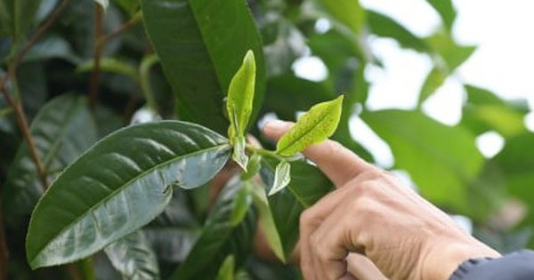 20 triệu đồng/kg, chè thu hoạch từ cây cổ thụ có gì đặc biệt?