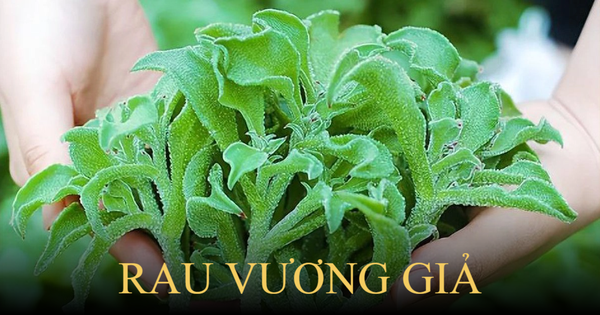 Loại rau cực lạ được người Trung Quốc mệnh danh là ‘rau vương giả’, ở ...