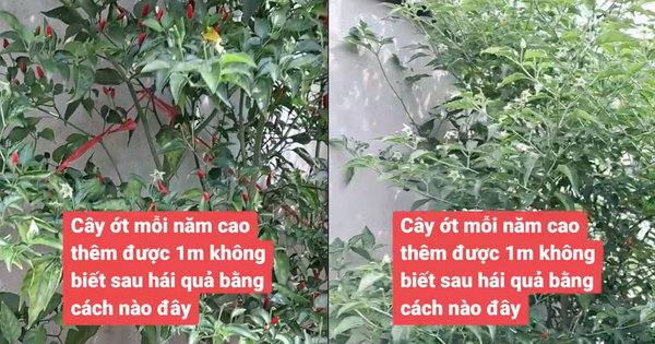 Cây ớt "cao nhất Việt Nam": Lên tới 3m, chủ nhân "đau đầu" không biết ...