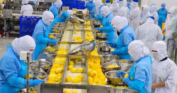 Từng bị coi là rác, một loại vỏ quả Việt Nam nay hóa thành “mỏ vàng” giúp doanh nghiệp thu tiền ...